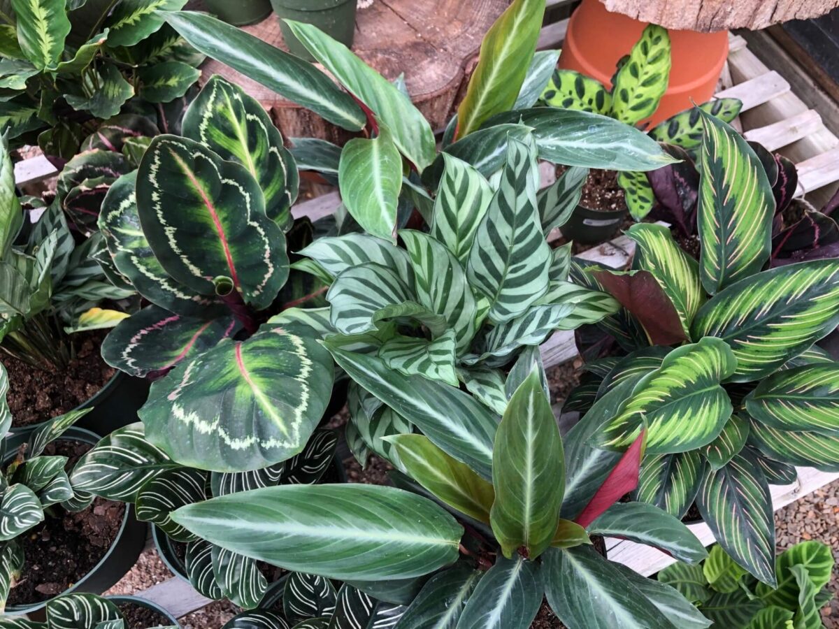 Calathea Assorted 6" • Cross Creek Nursery and Landscape