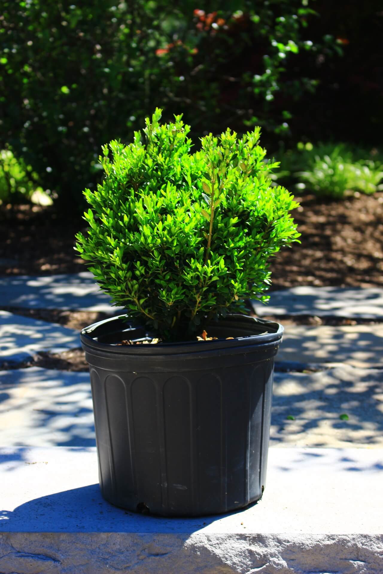 Buxus Justin Brouwers 3G • Cross Creek Nursery and Landscape