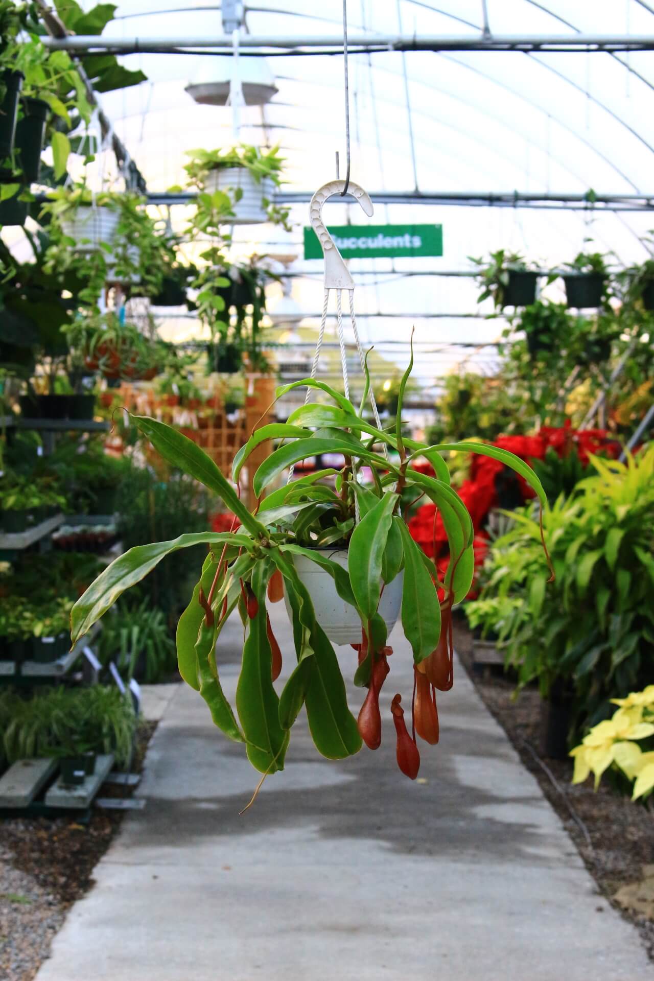 Pitcher Plant 6" Basket • Cross Creek Nursery and Landscape