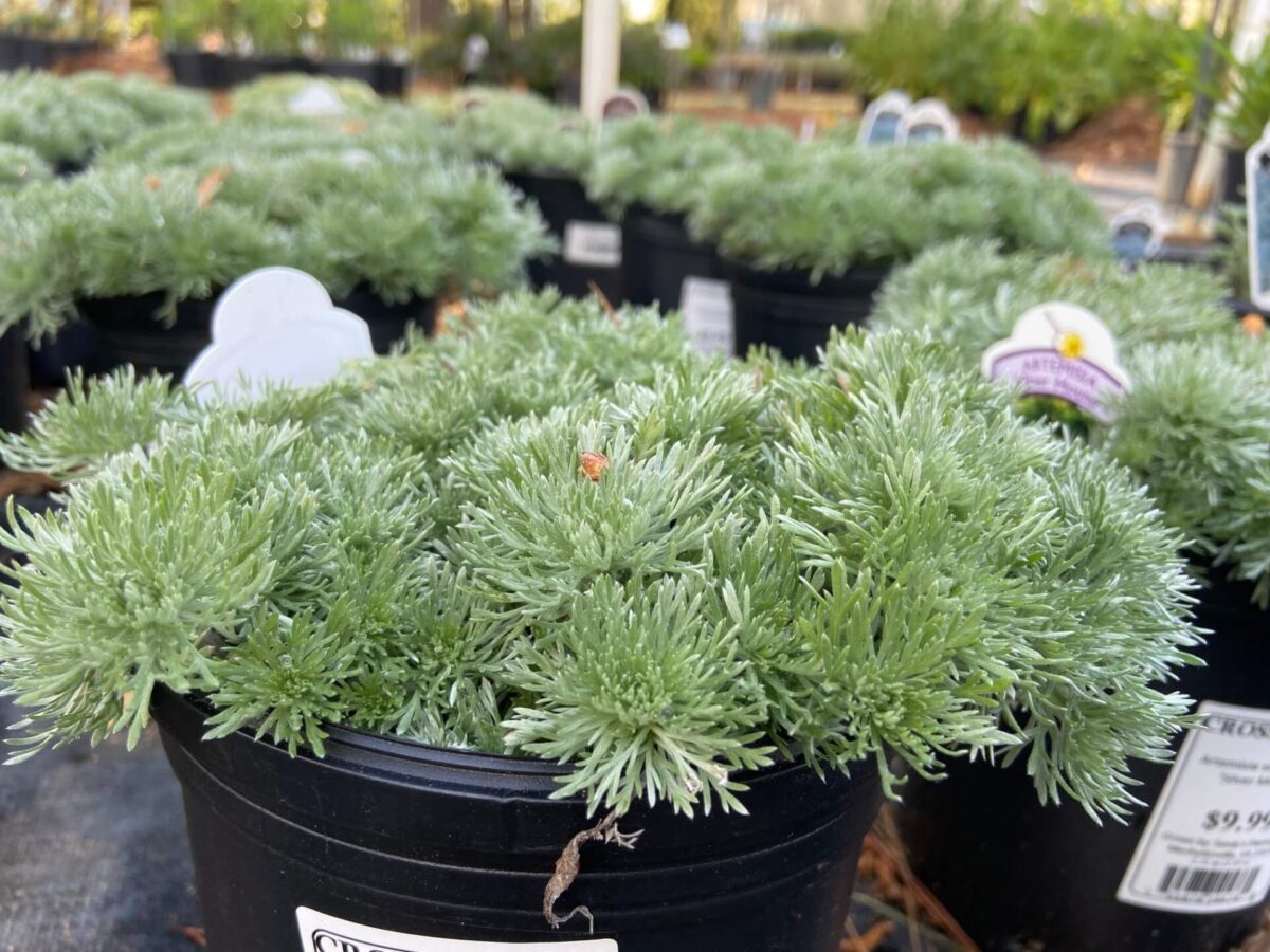 Artemisia Silver Mound 1g • Cross Creek Nursery And Landscape