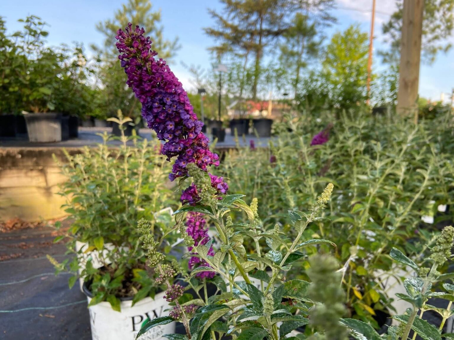 Buddleia Miss Violet 3G • Cross Creek Nursery and Landscape