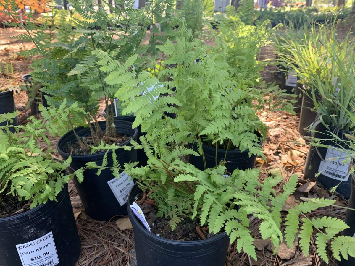 Fern Marsh 1G • Cross Creek Nursery and Landscape