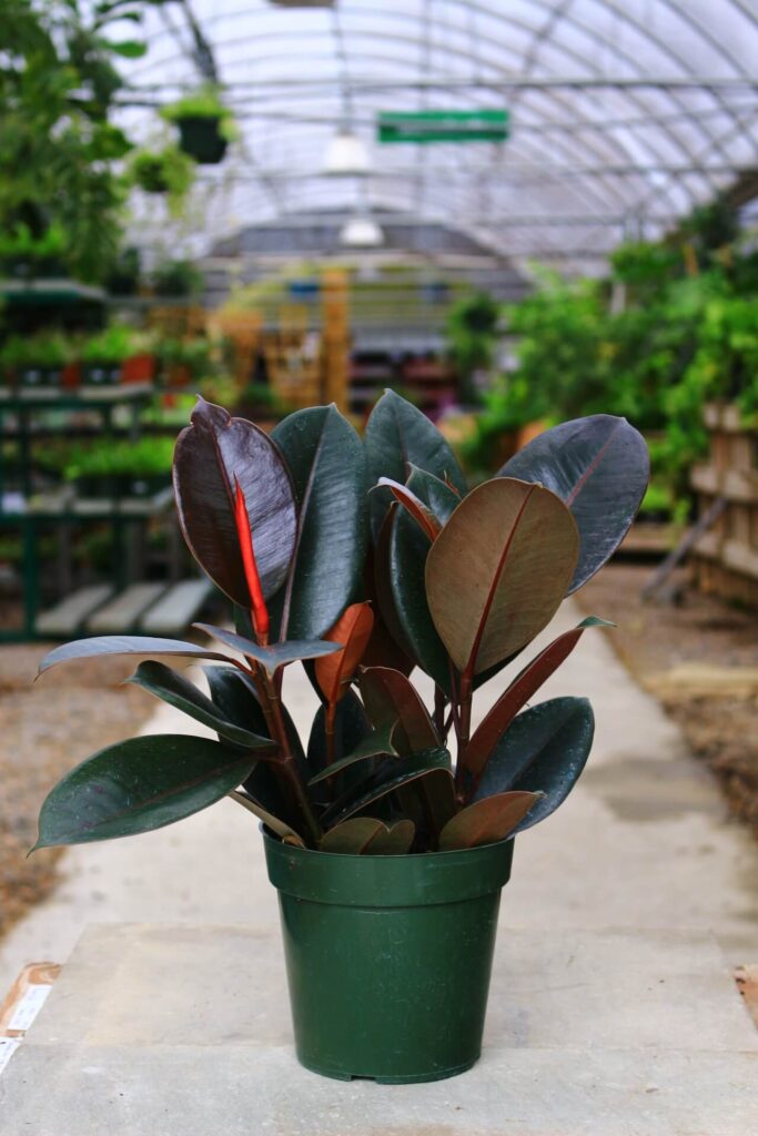 Ficus Burgundy 6" • Cross Creek Nursery and Landscape