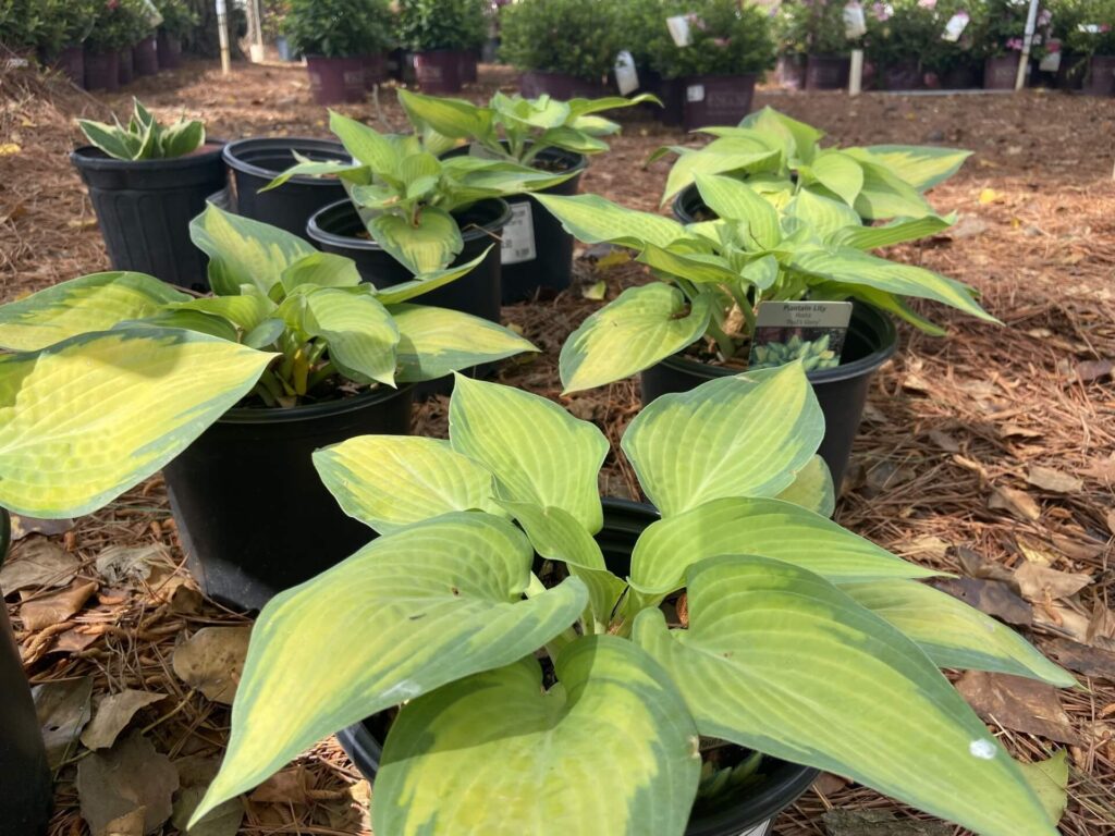 Hosta Paul's Glory 1G • Cross Creek Nursery and Landscape