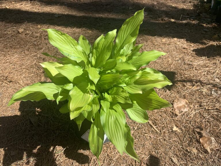 Hosta Sun Power 1G • Cross Creek Nursery and Landscape