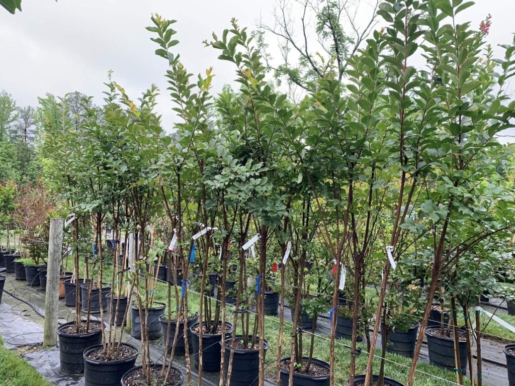 Lagerstroemia Natchez 15G • Cross Creek Nursery and Landscape