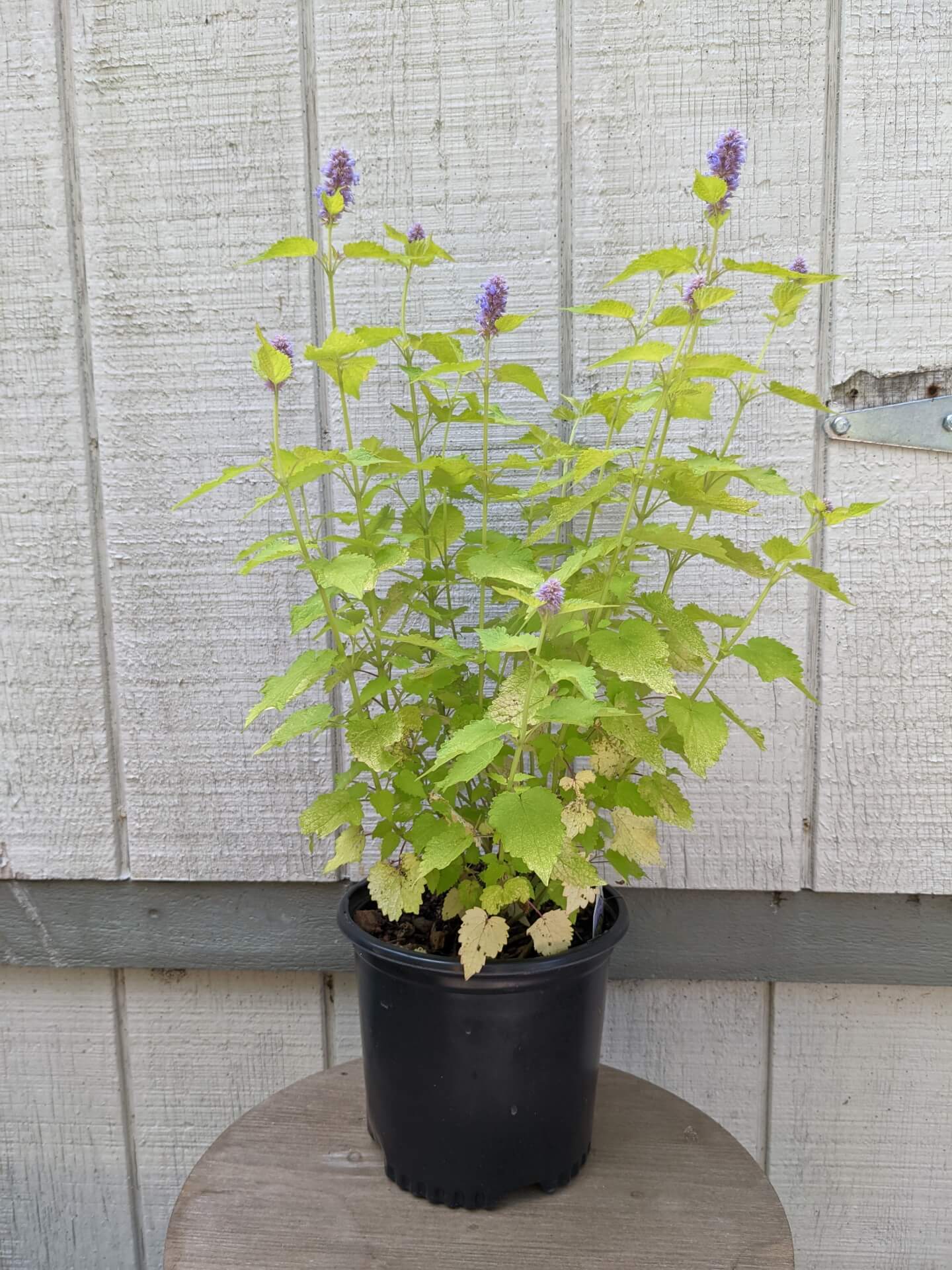 Agastache Golden Jubilee 1G • Cross Creek Nursery and Landscape