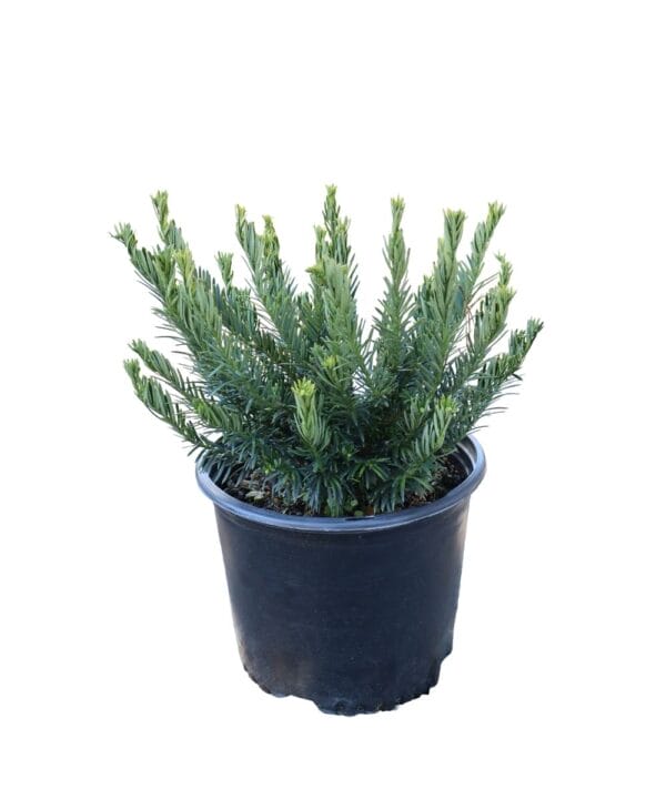 Taxus Duke Gardens Plum 3G • Cross Creek Nursery and Landscape